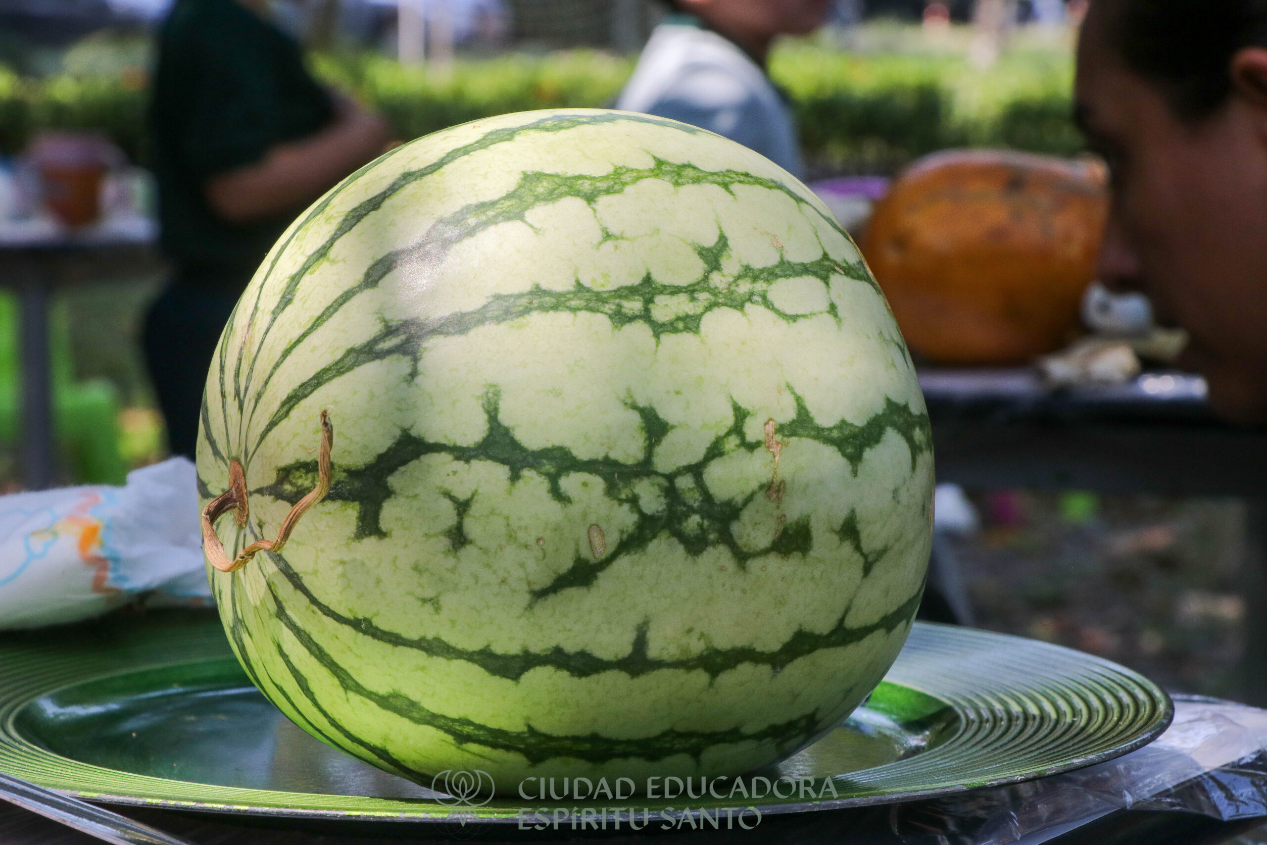 Watermelon project - Sustainable Agriculture - Ciudad Educadora Espíritu Santo